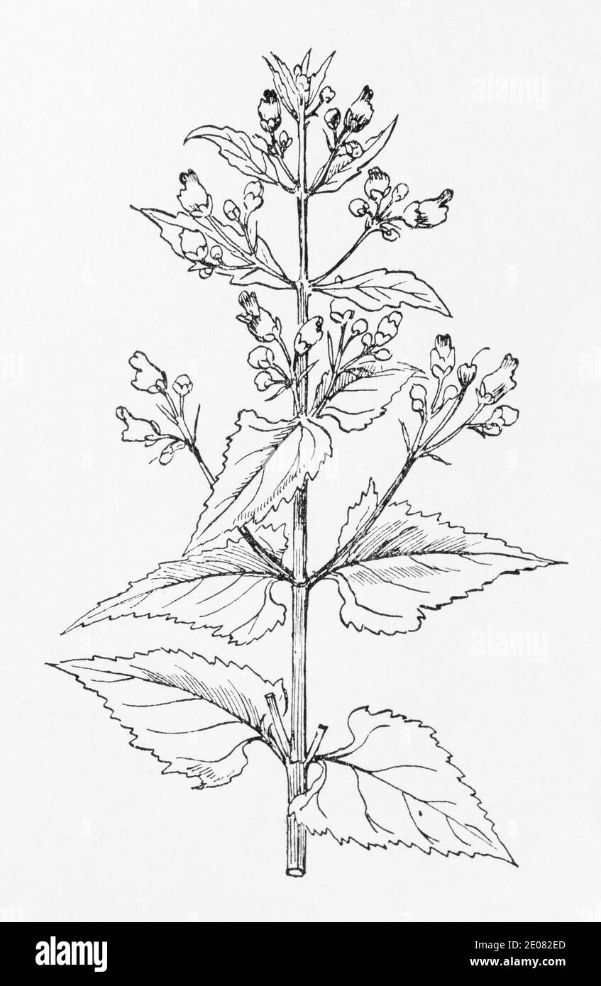 Figwort Black and White Stock Photos & Images - Alamy