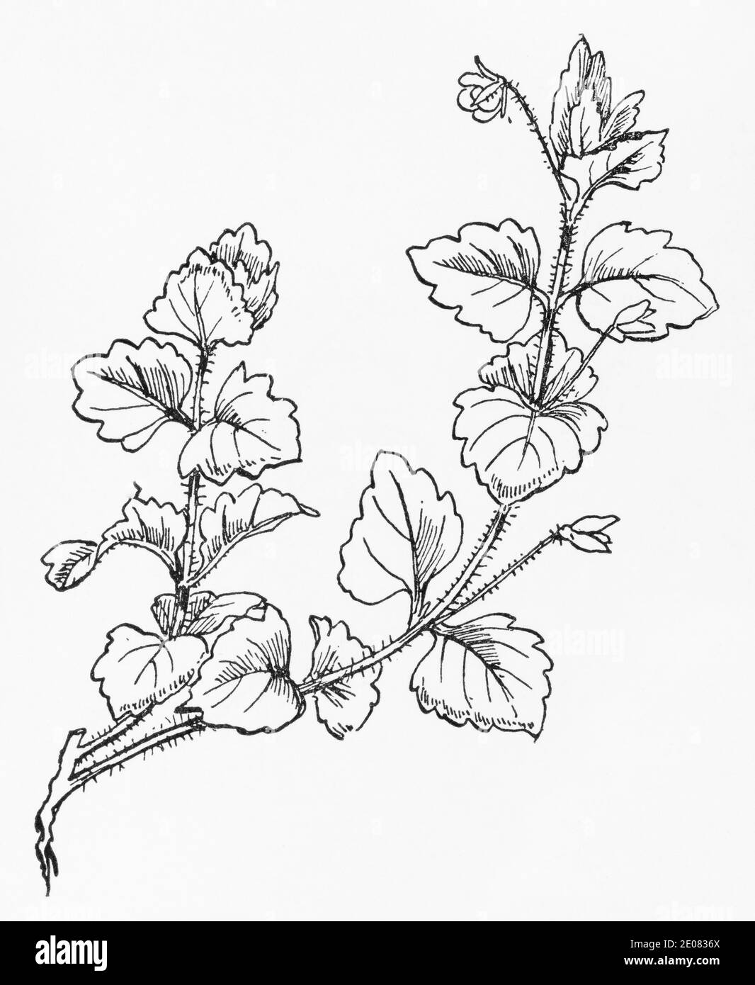 Drawing of speedwell Cut Out Stock Images & Pictures - Alamy