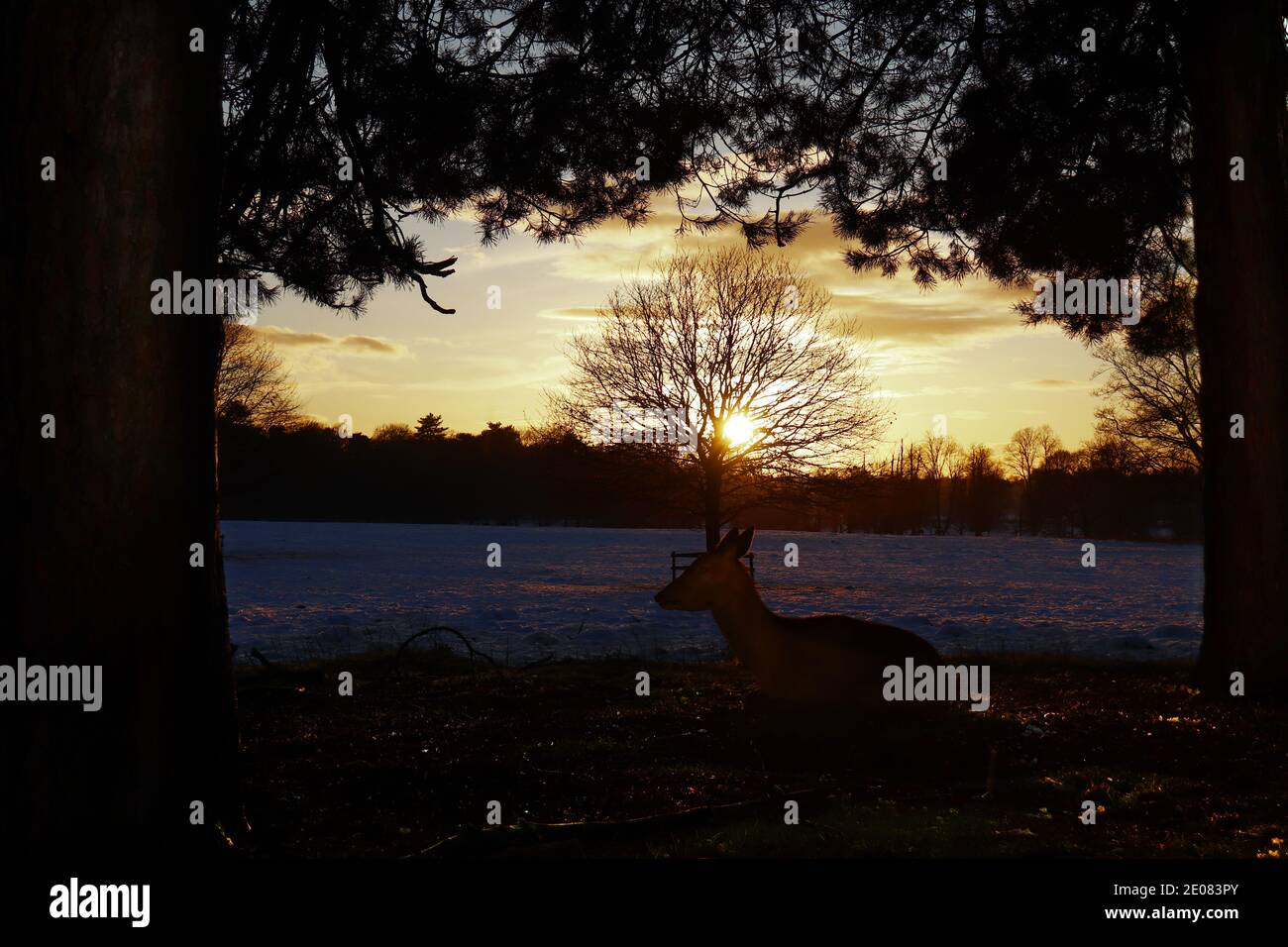 Deer at Sunset Stock Photo - Alamy