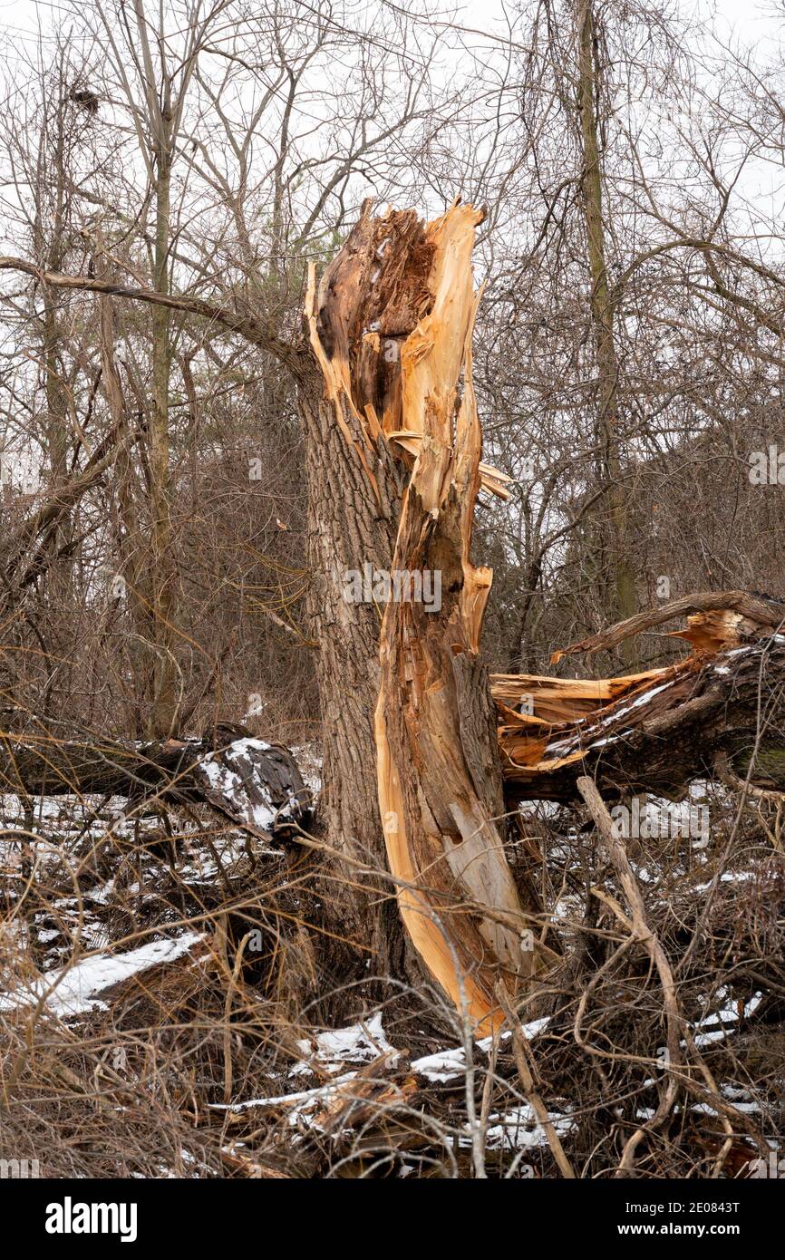How Long Does It Take A Fallen Tree To Rot at Brodie Bobby blog