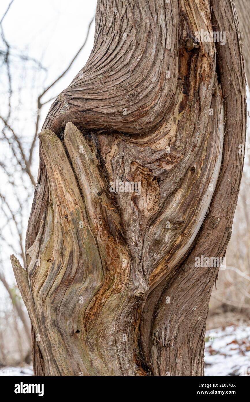 Tree cavities hi-res stock photography and images - Alamy