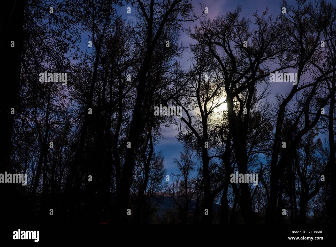 Moonlight through the tree hi-res stock photography and images - Alamy