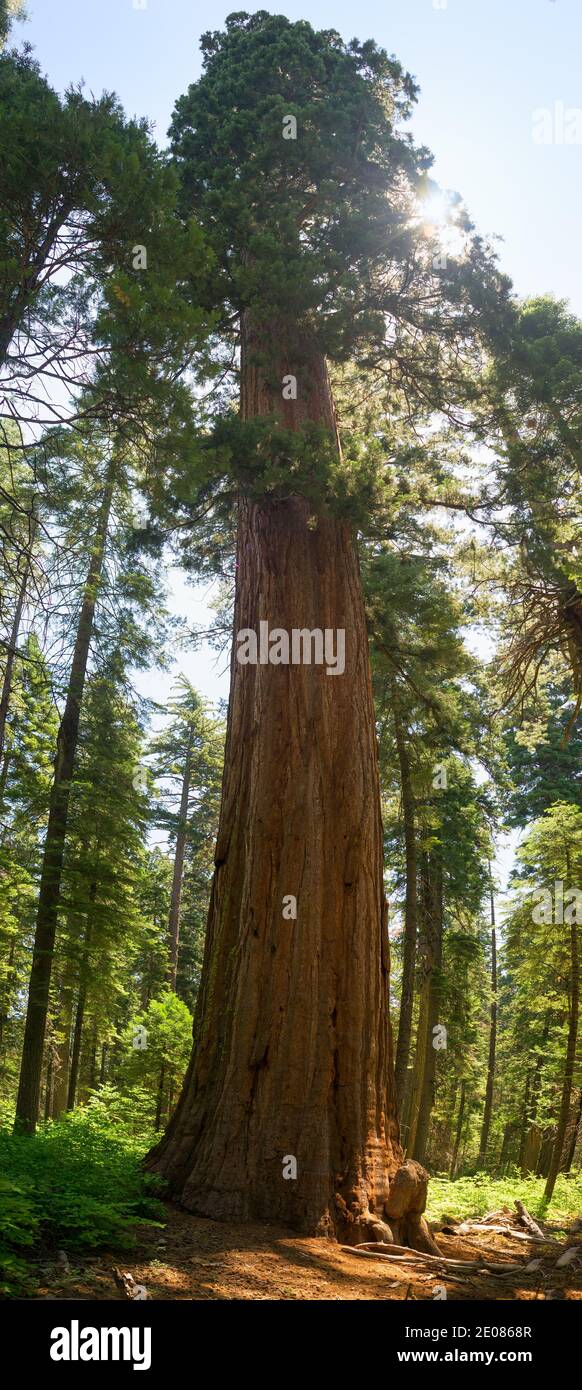 Giant sequoia tree in California, towering above normal trees Stock ...
