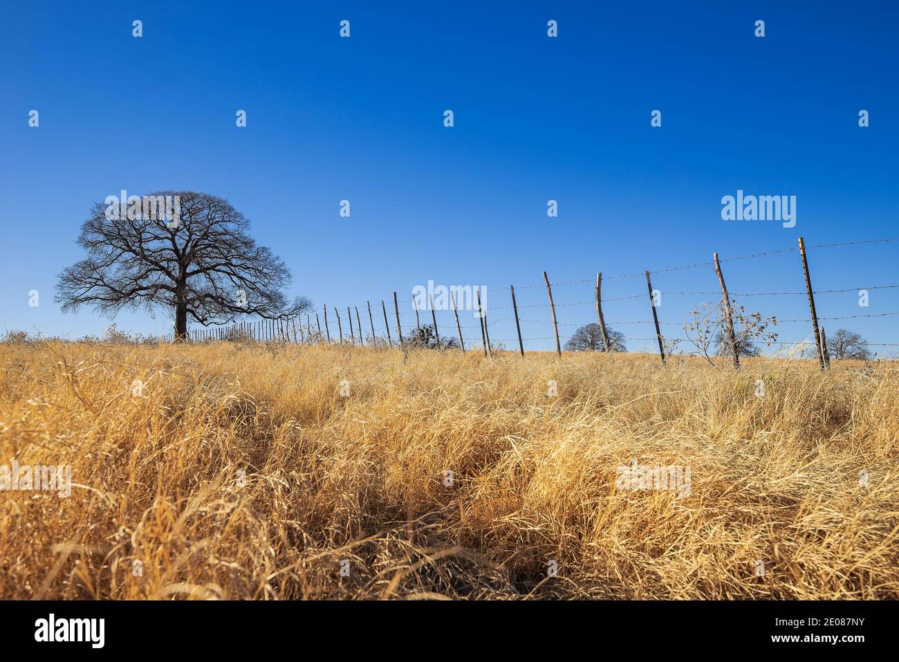 Texas grassland hi-res stock photography and images - Alamy