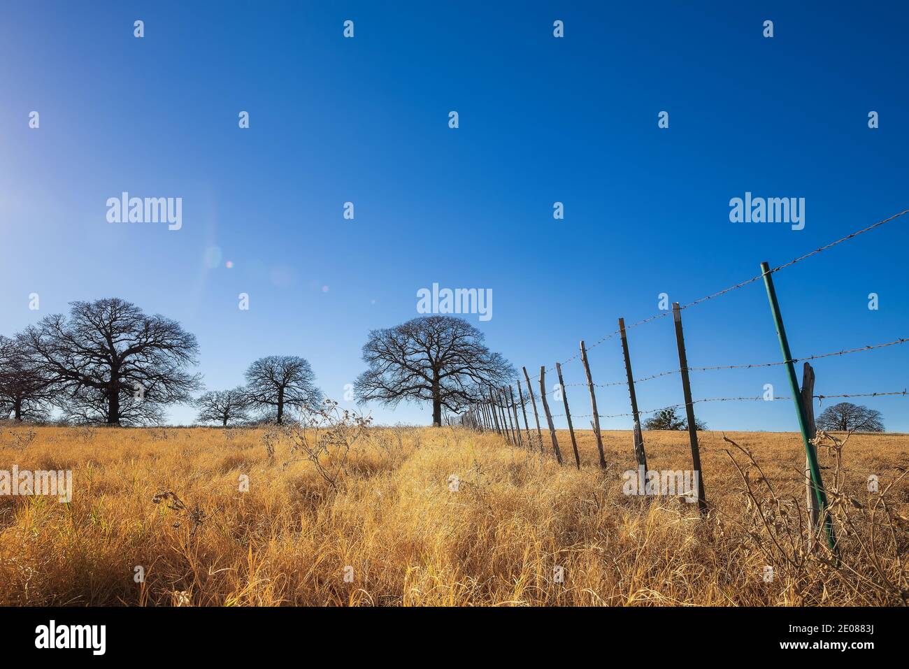 Texas grassland hi-res stock photography and images - Alamy