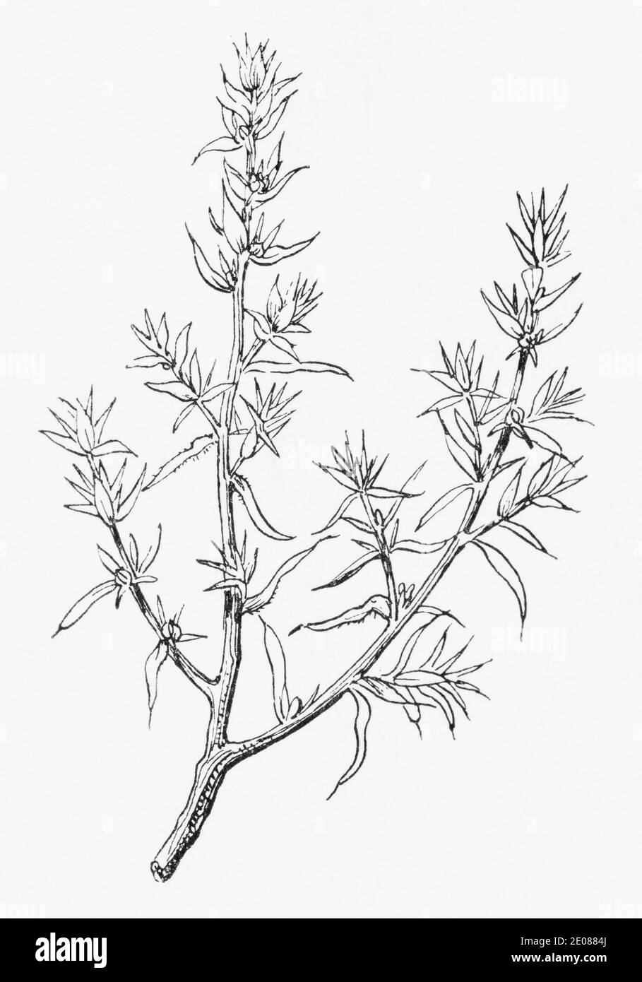 Old botanical illustration engraving of Prickly Saltwort / Salicornia ...