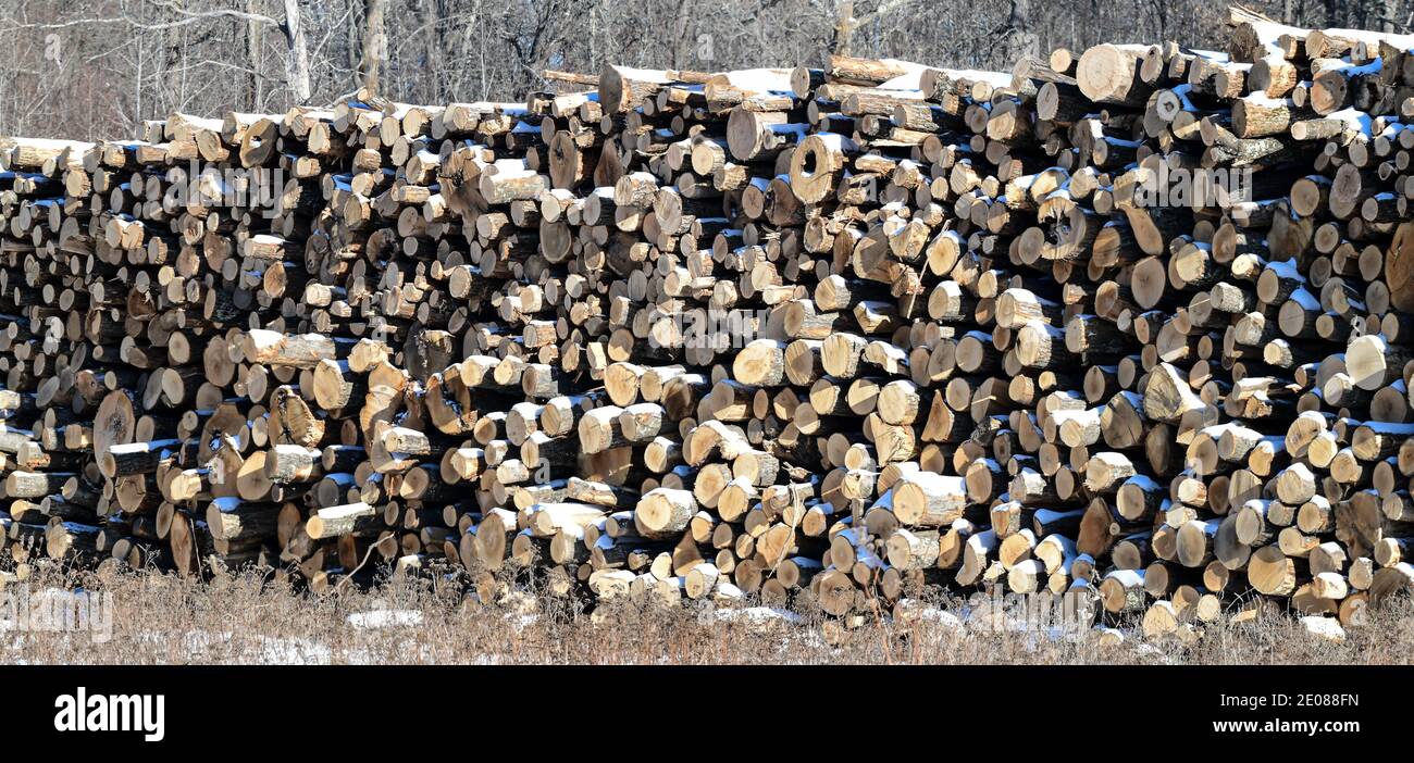 Stacked wooden logs in rows Stock Photo - Alamy