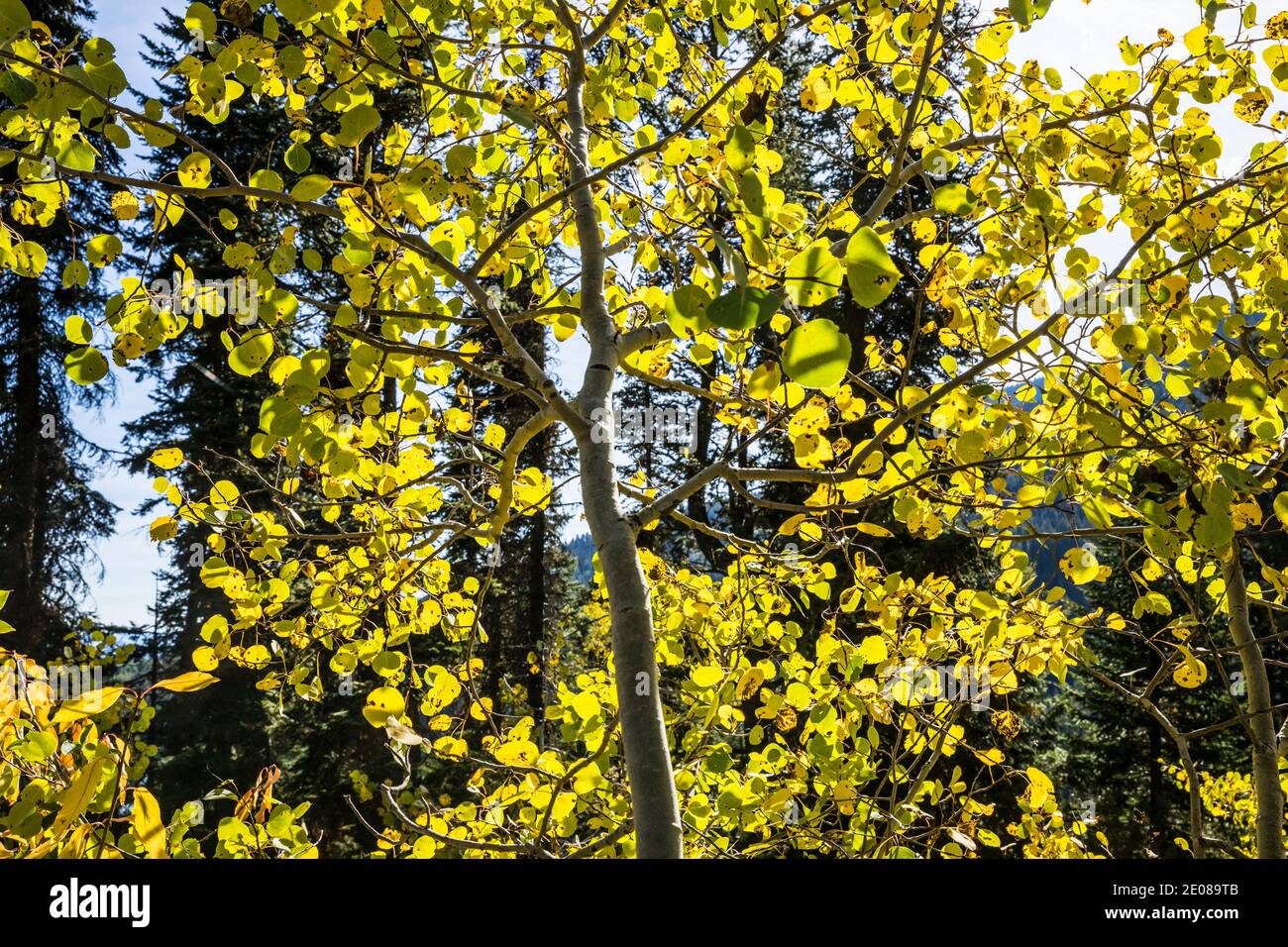 Backlit Aspen trees, Taggart Lake trail, Grand tetons National Park ...