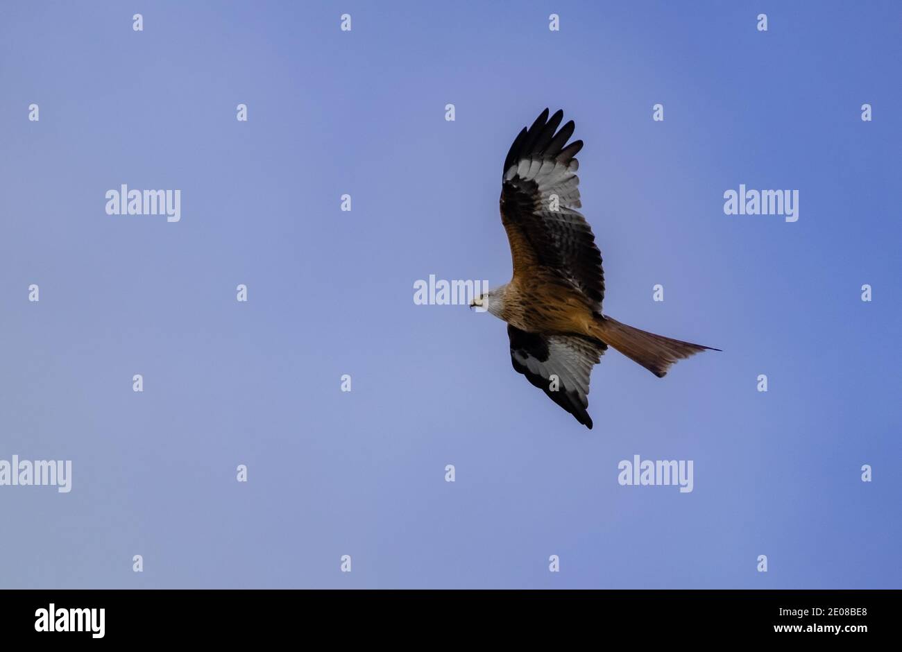 Red kite hunting hi-res stock photography and images - Alamy