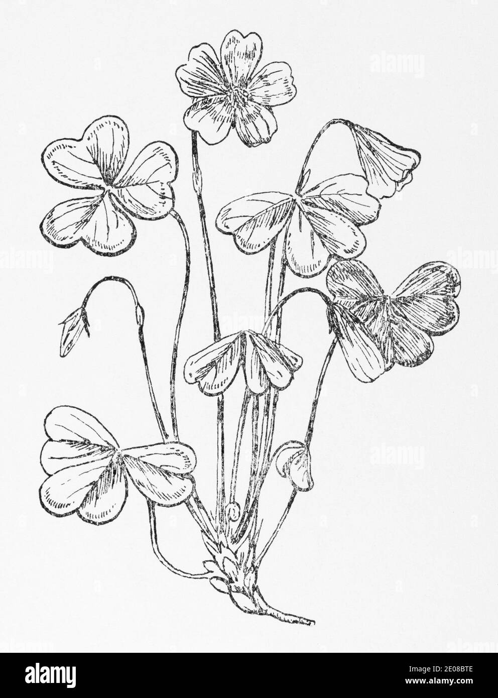 Sorrel oxalis Black and White Stock Photos & Images - Alamy