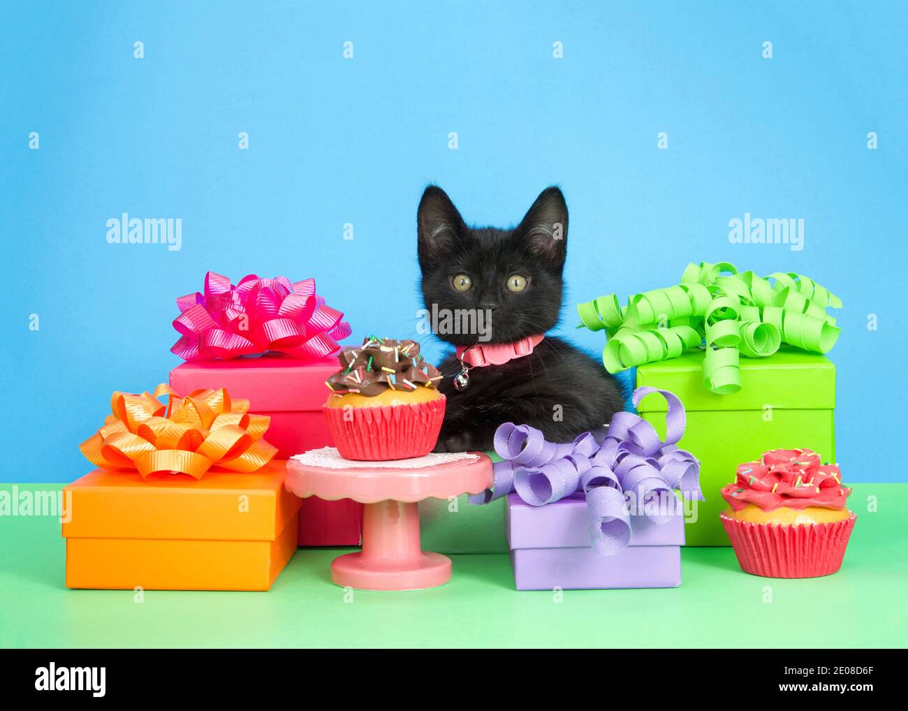 Cat wearing ribbon hi-res stock photography and images - Alamy