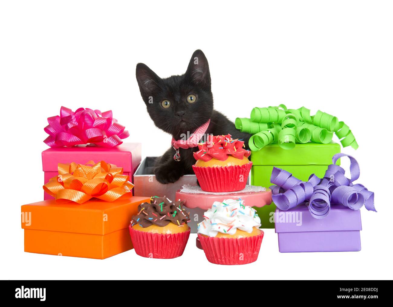 Cat wearing ribbon hi-res stock photography and images - Alamy