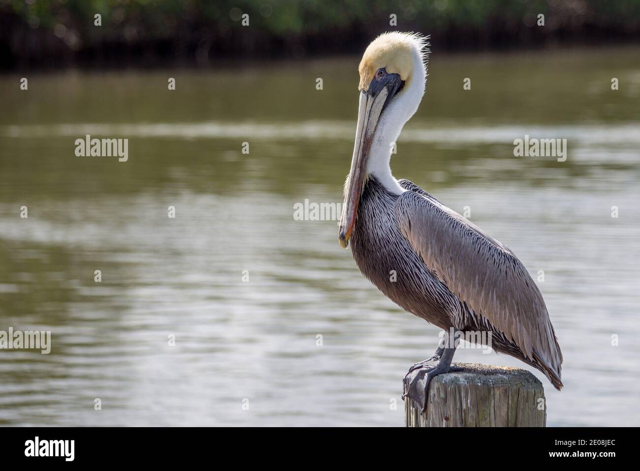 Pelican sitting on post in hi-res stock photography and images - Alamy