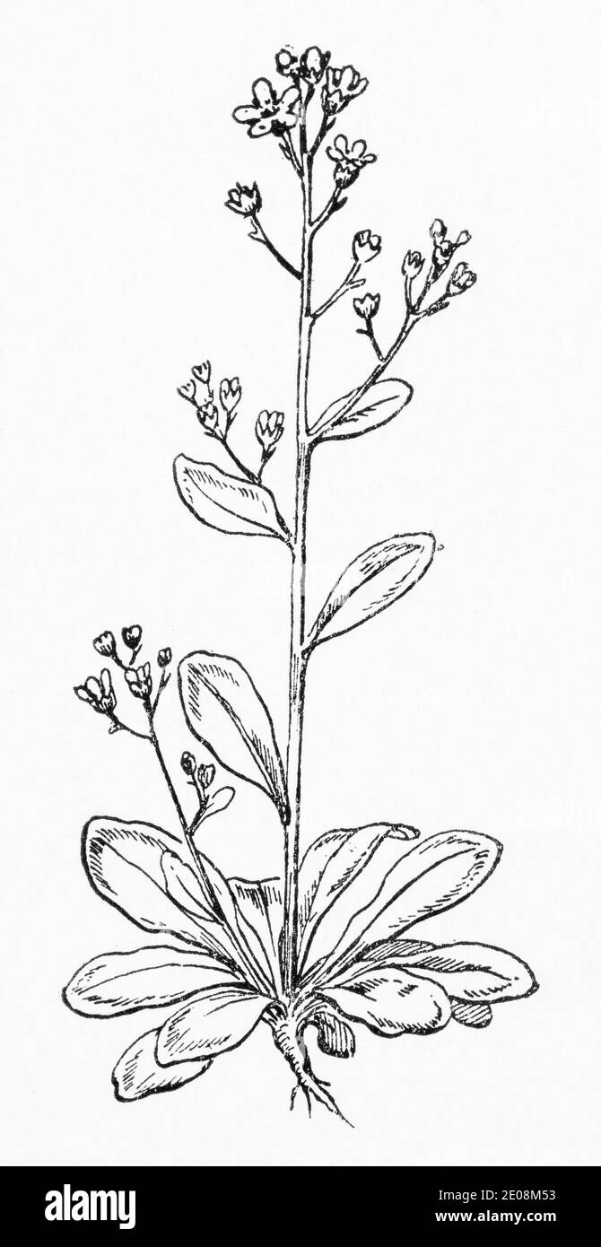 Old botanical illustration engraving of Samolus valerandi / Brookweed ...