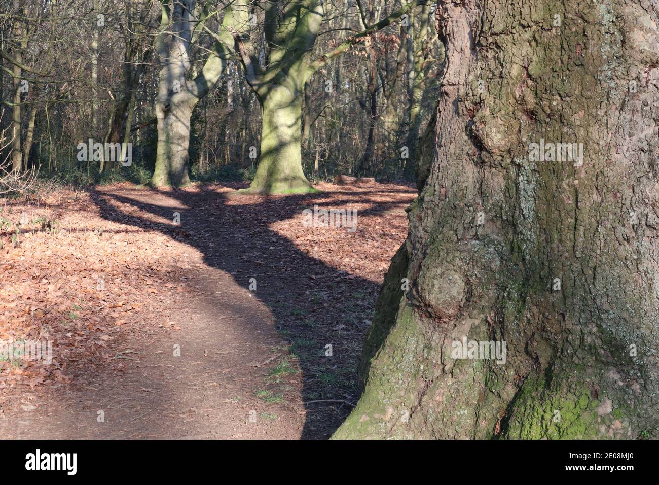Tree casts a sinister shadow Stock Photo - Alamy