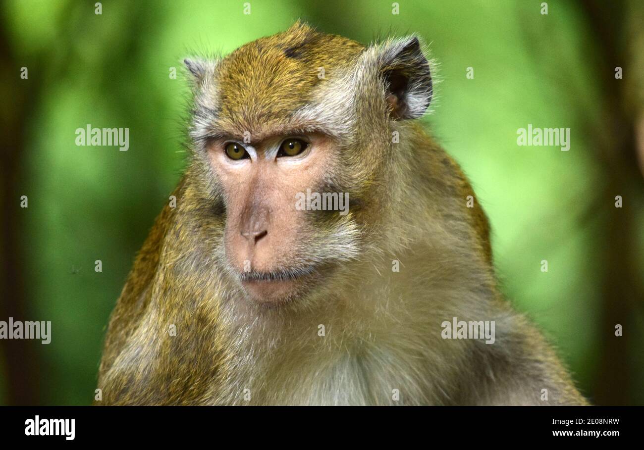 Grey long tailed macaques hi-res stock photography and images - Alamy