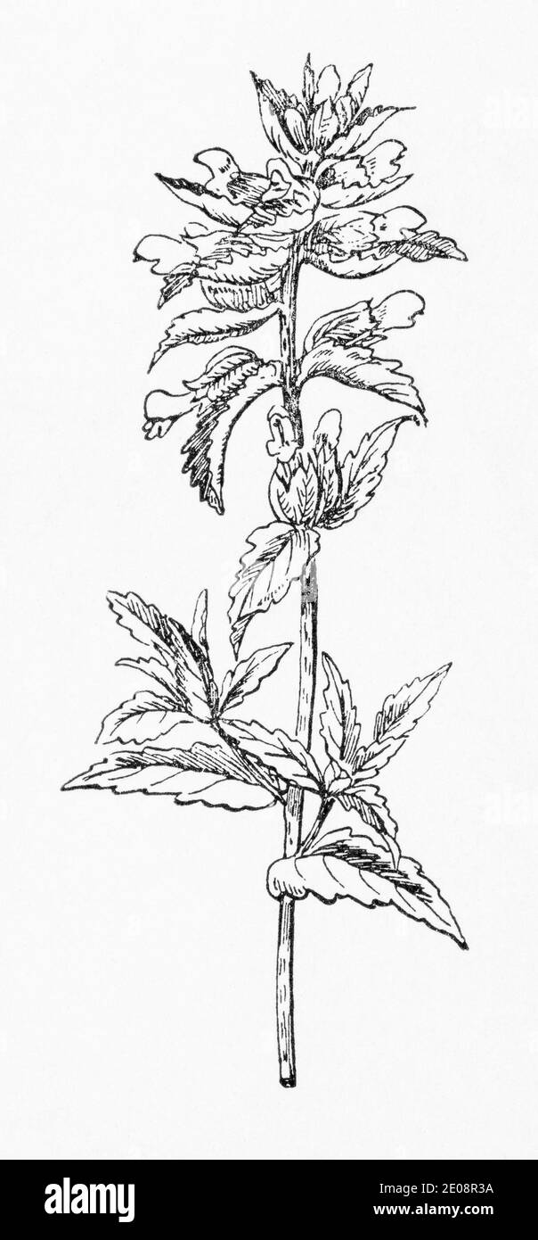 Old botanical illustration engraving of Yellow Rattle / Rhinanthus ...