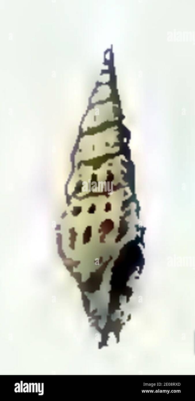 Leiocithara longispira 001 Stock Photo - Alamy
