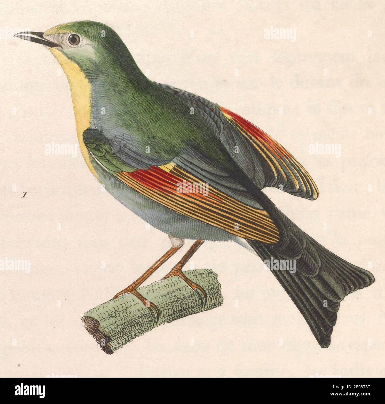 Leiothrix lutea 1838 Stock Photo - Alamy