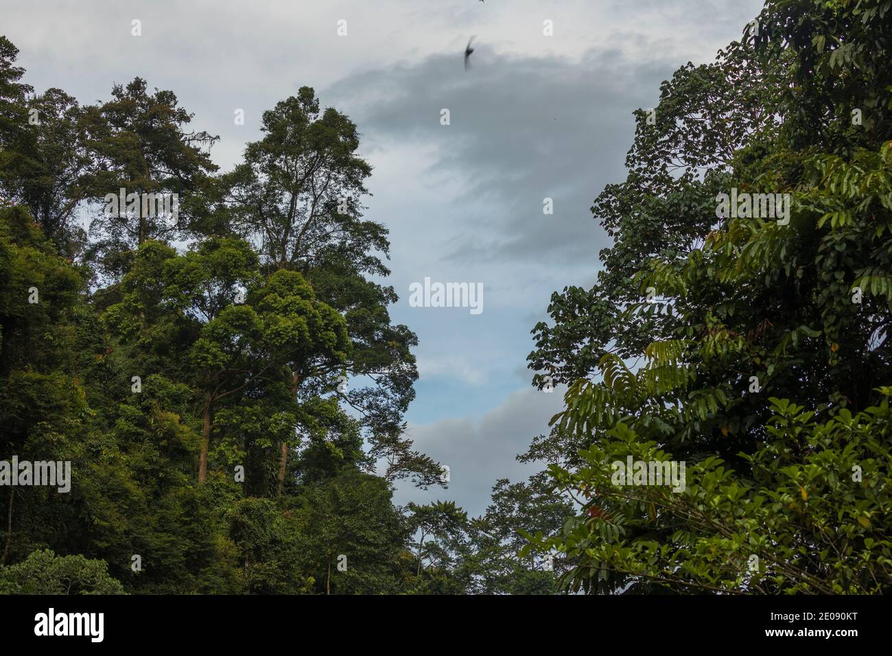 Jungle and trees of North Sumatra, in Gunung Leuser National Park, at ...