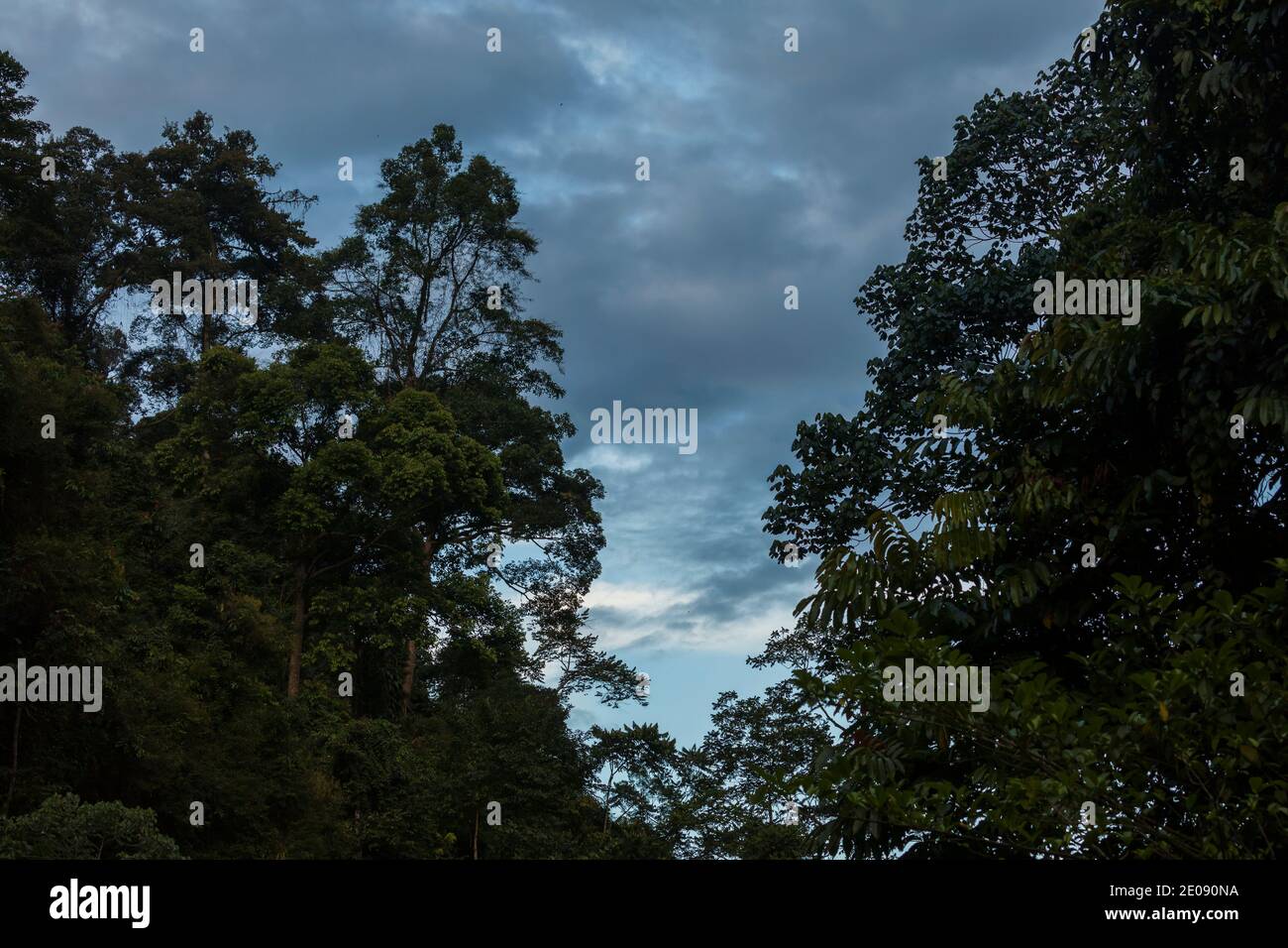 Timelapse of the jungle and trees of North Sumatra, in Gunung Leuser ...