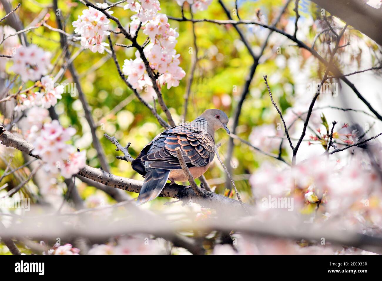 Oriental Turtle Dove High Resolution Stock Photography and Images - Alamy