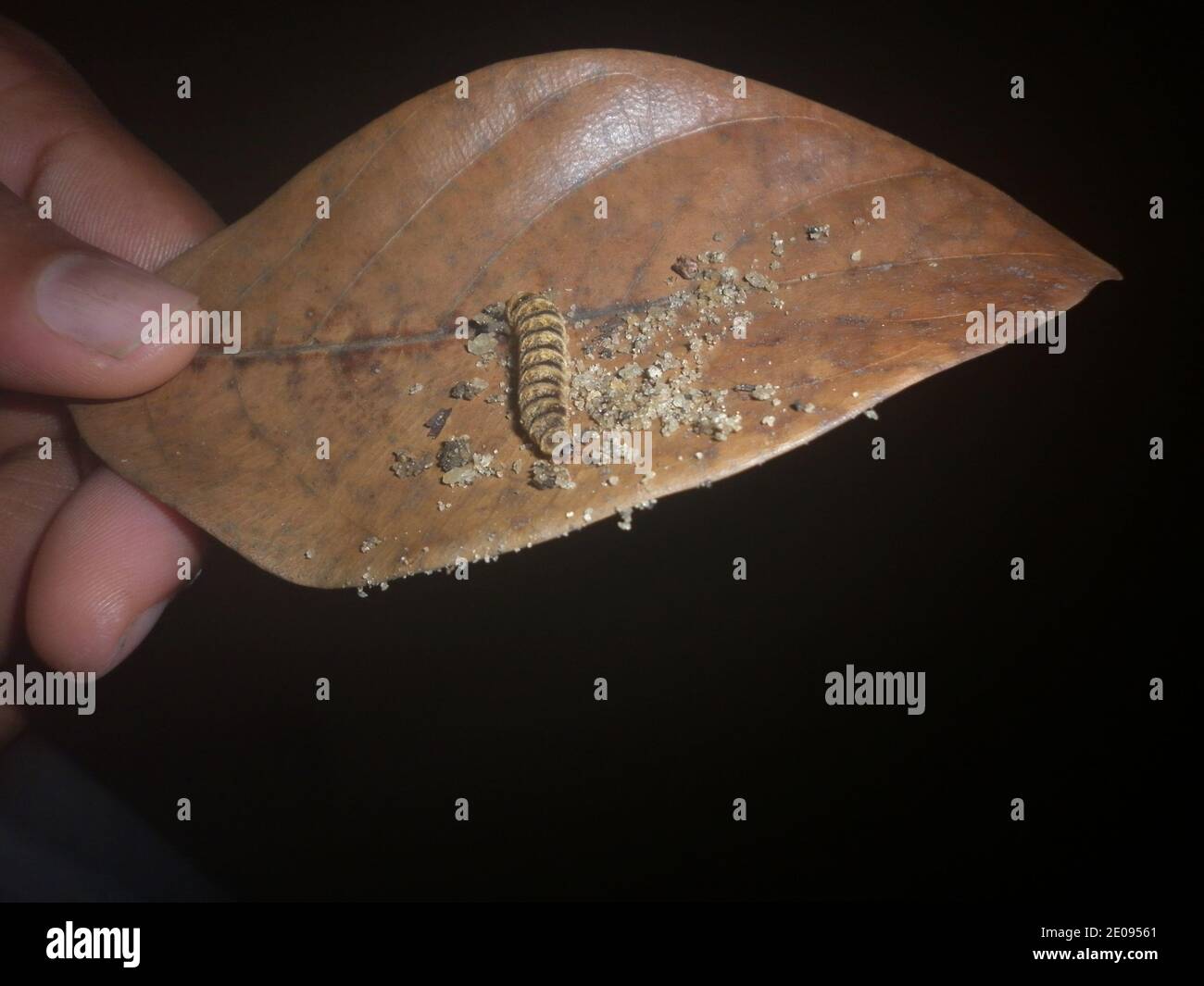 A Re badulla (glow worm) on dry leaf which is hold by fingers.This ...