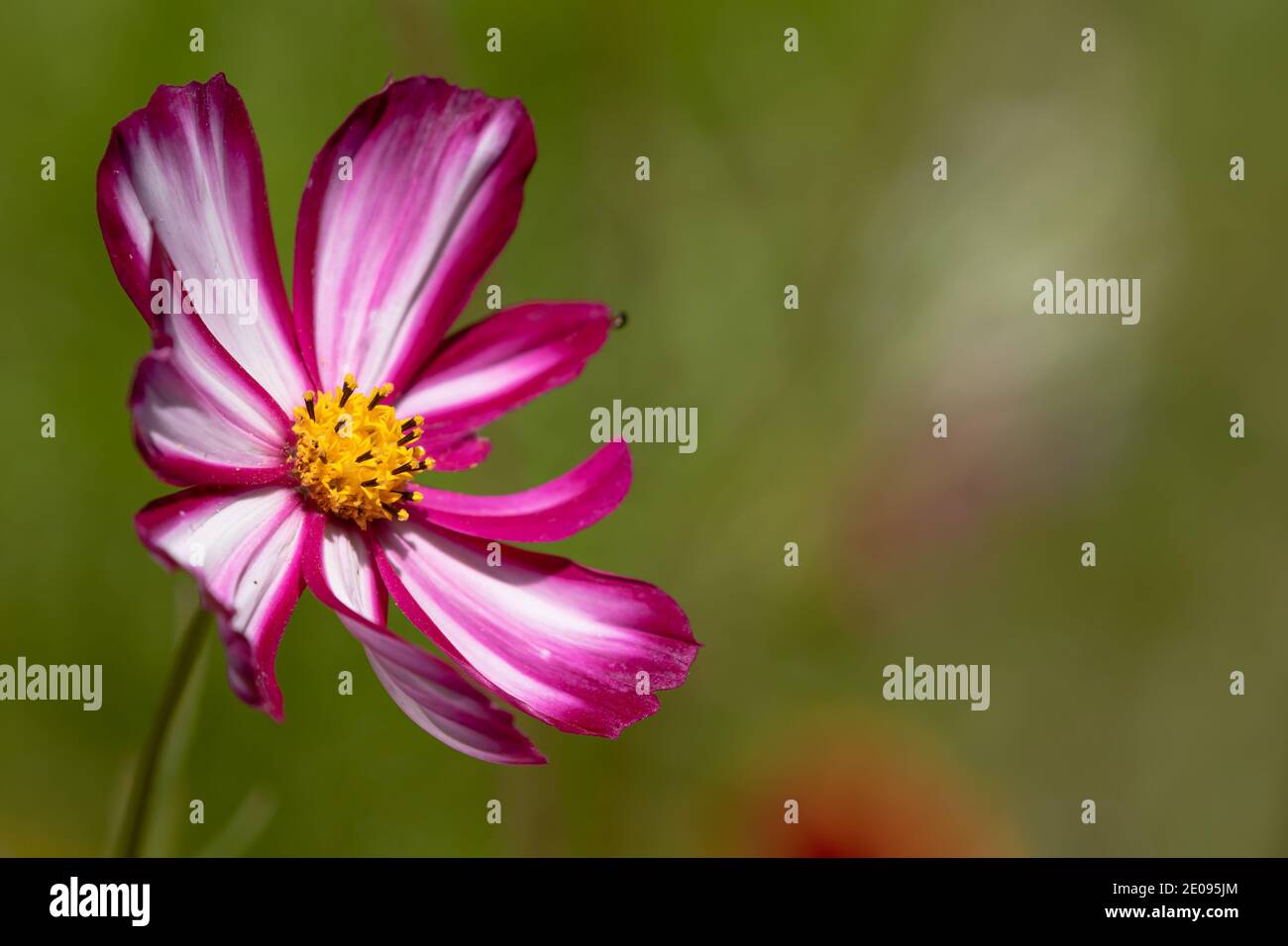 Lotus field bloom hi-res stock photography and images - Alamy