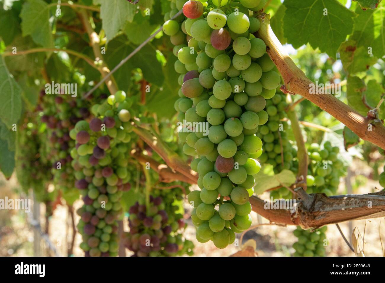 Quality grapes hi-res stock photography and images - Alamy