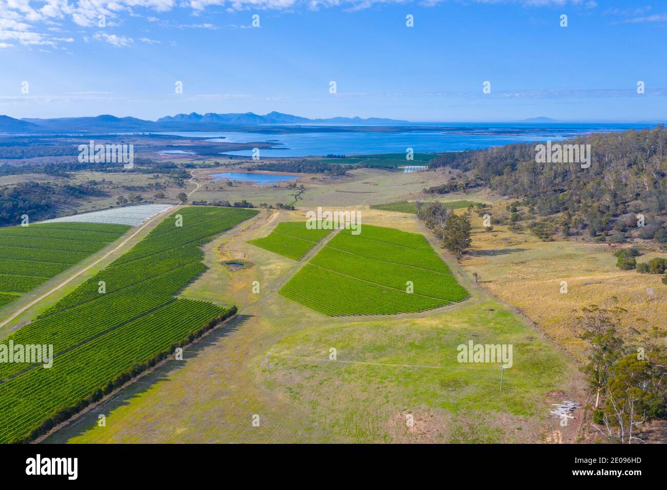 Aerial view of vineyards at Devil's Corner in Tasmania, Australia Stock ...