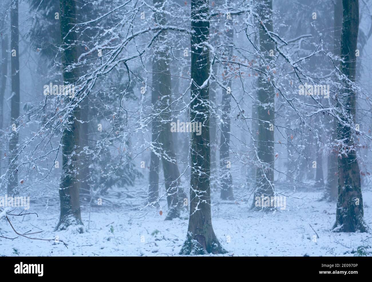 Winter woodland, Frosted branches and trees Snowshill Woods Cotswolds ...