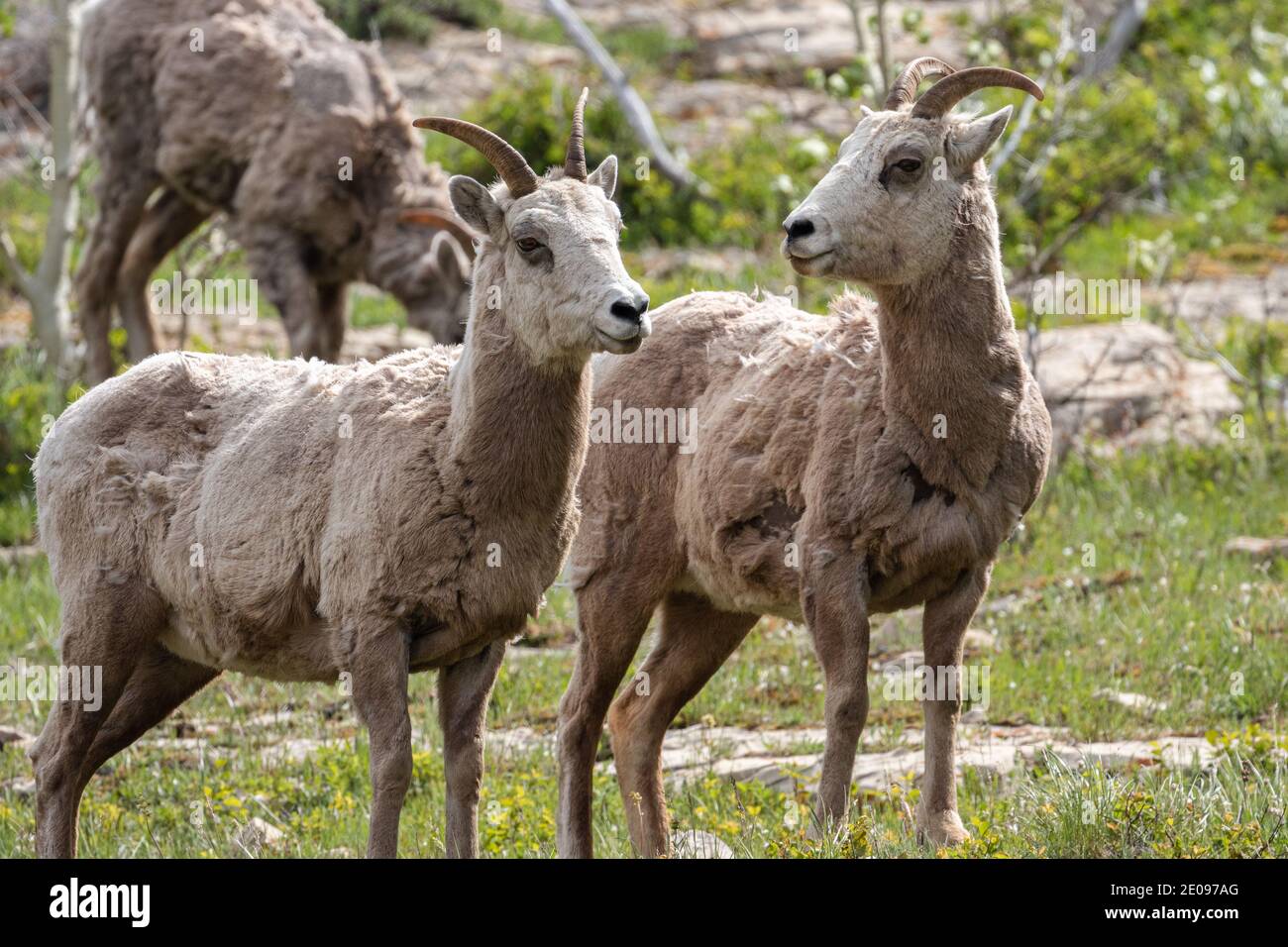 Mountain Goats Glacier Nat Park Stock Photo - Alamy