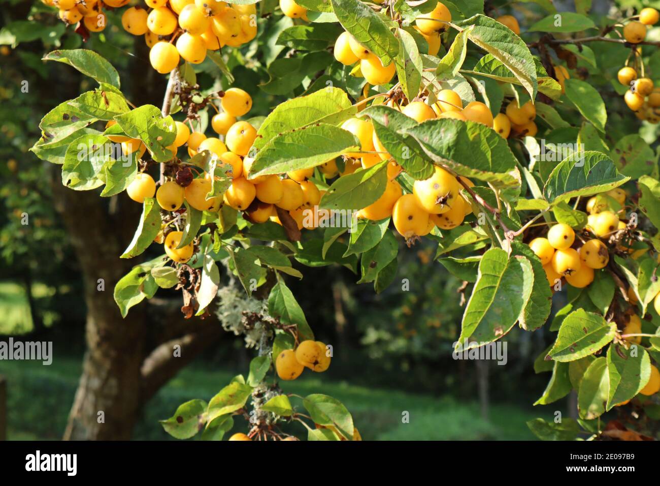 Yellow crab apples growing on a tree in autumn in a Devon village Stock ...