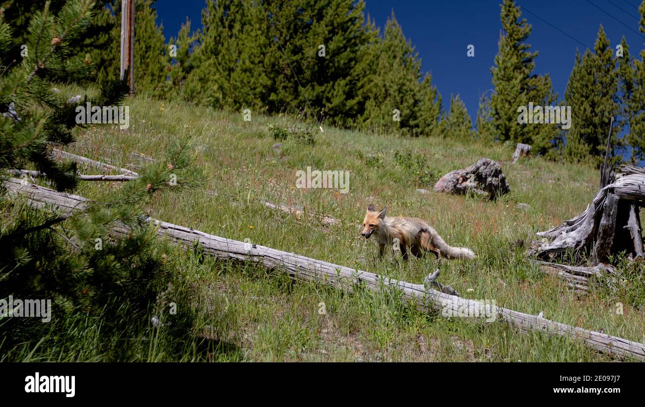 Fox fur farm hi-res stock photography and images - Alamy