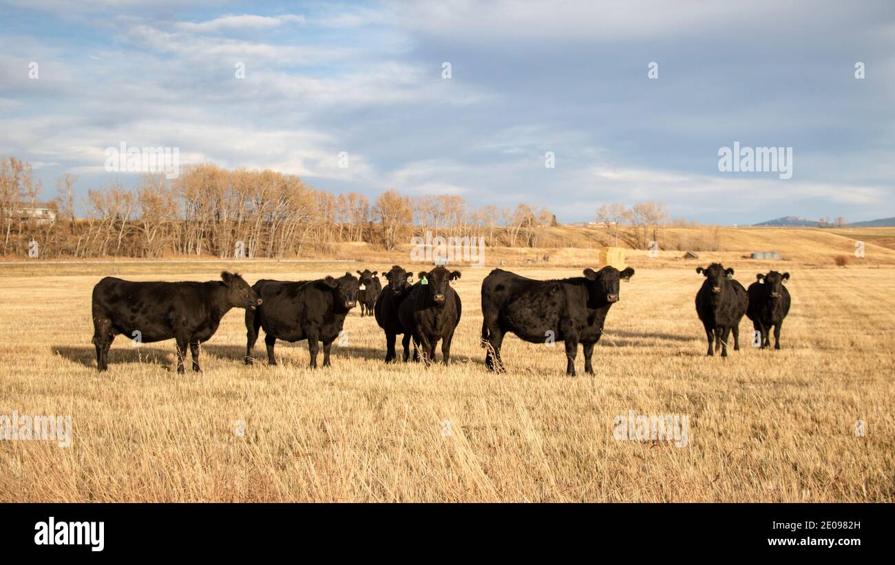Modern ranch hi-res stock photography and images - Alamy