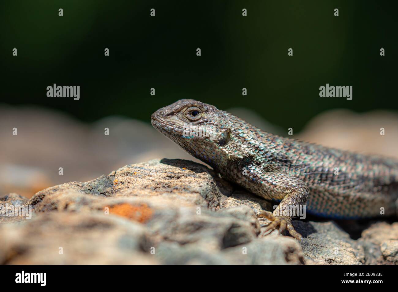 Oregon Blue Belly Lizard
