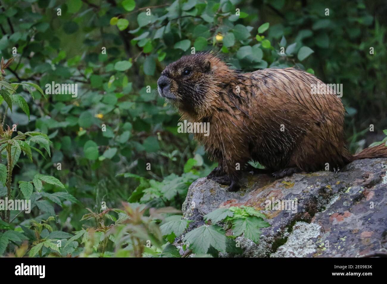Marnot in Aspen, Colorado Stock Photo - Alamy