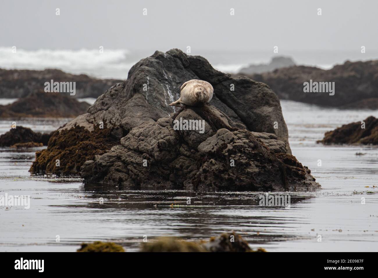 North atlantic ocean marine life hi-res stock photography and images ...