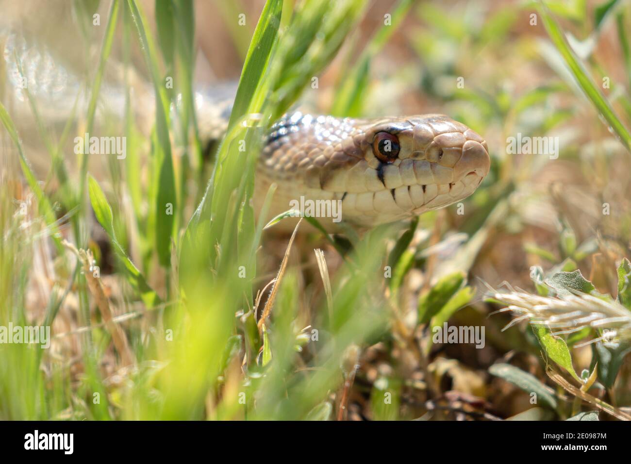 Gopher snake hi-res stock photography and images - Alamy