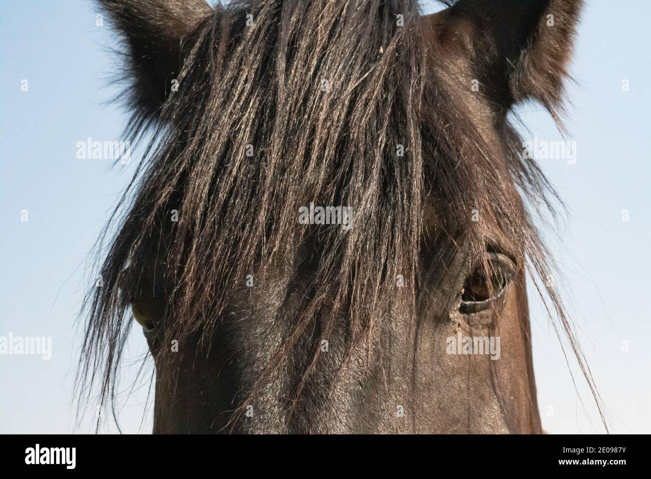 Horse Eyes and Mane Stock Photo - Alamy