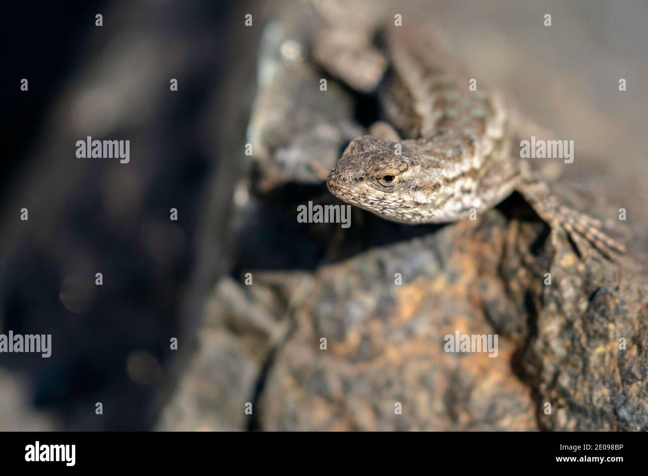 Blue Belly Lizard Stock Photo - Alamy