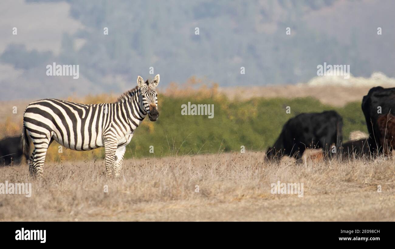 Zebra hearst castle hi-res stock photography and images - Alamy