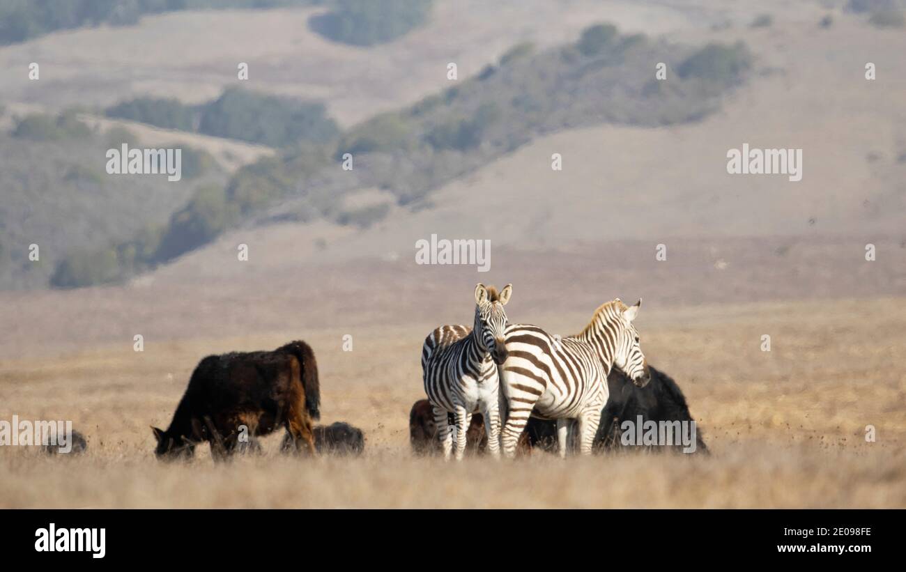 Hearst Castle Animals