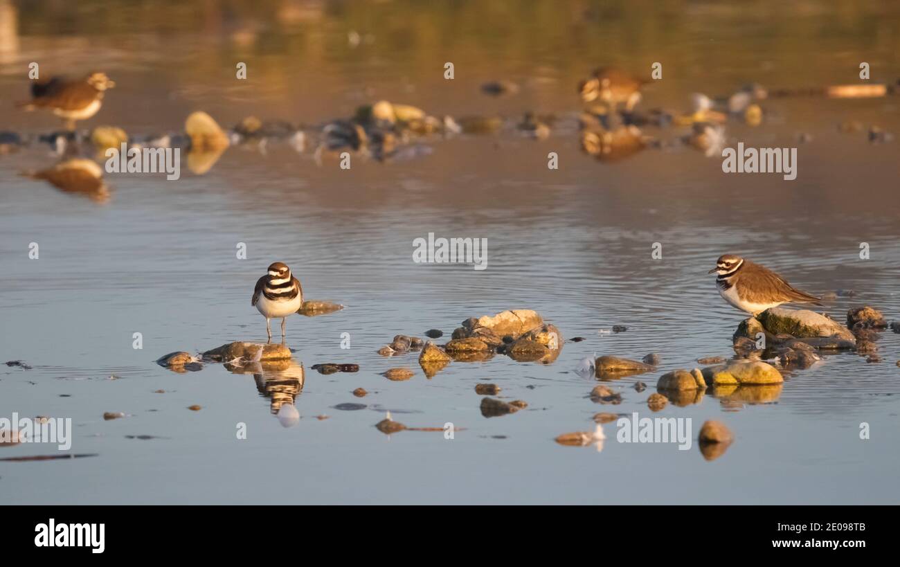 Hummingbird side view image hi-res stock photography and images - Alamy