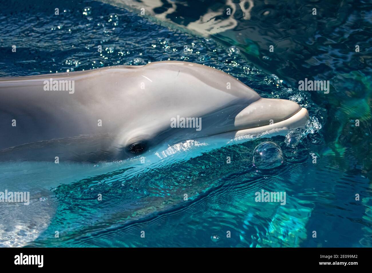Two bottlenose dolphins black sea hi-res stock photography and images ...
