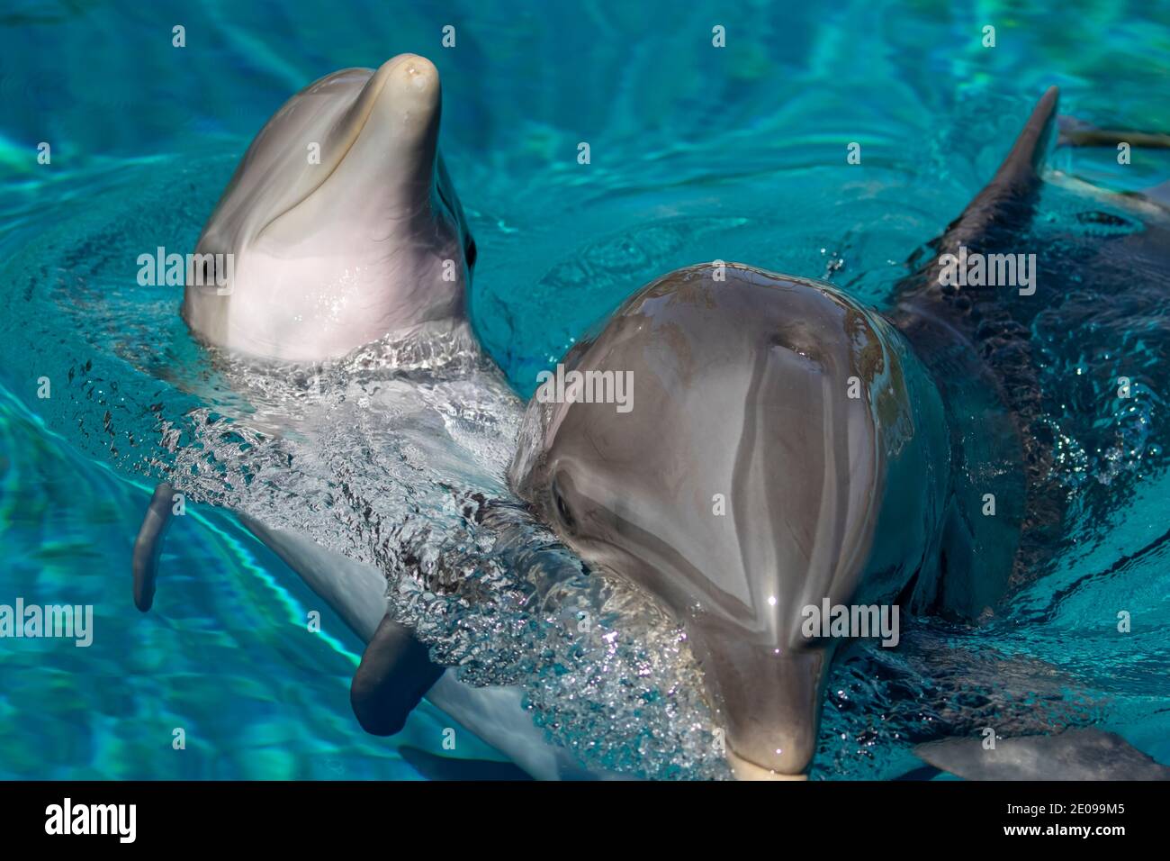 Dolphin underwater fish aquatic animal aquarium hi-res stock ...