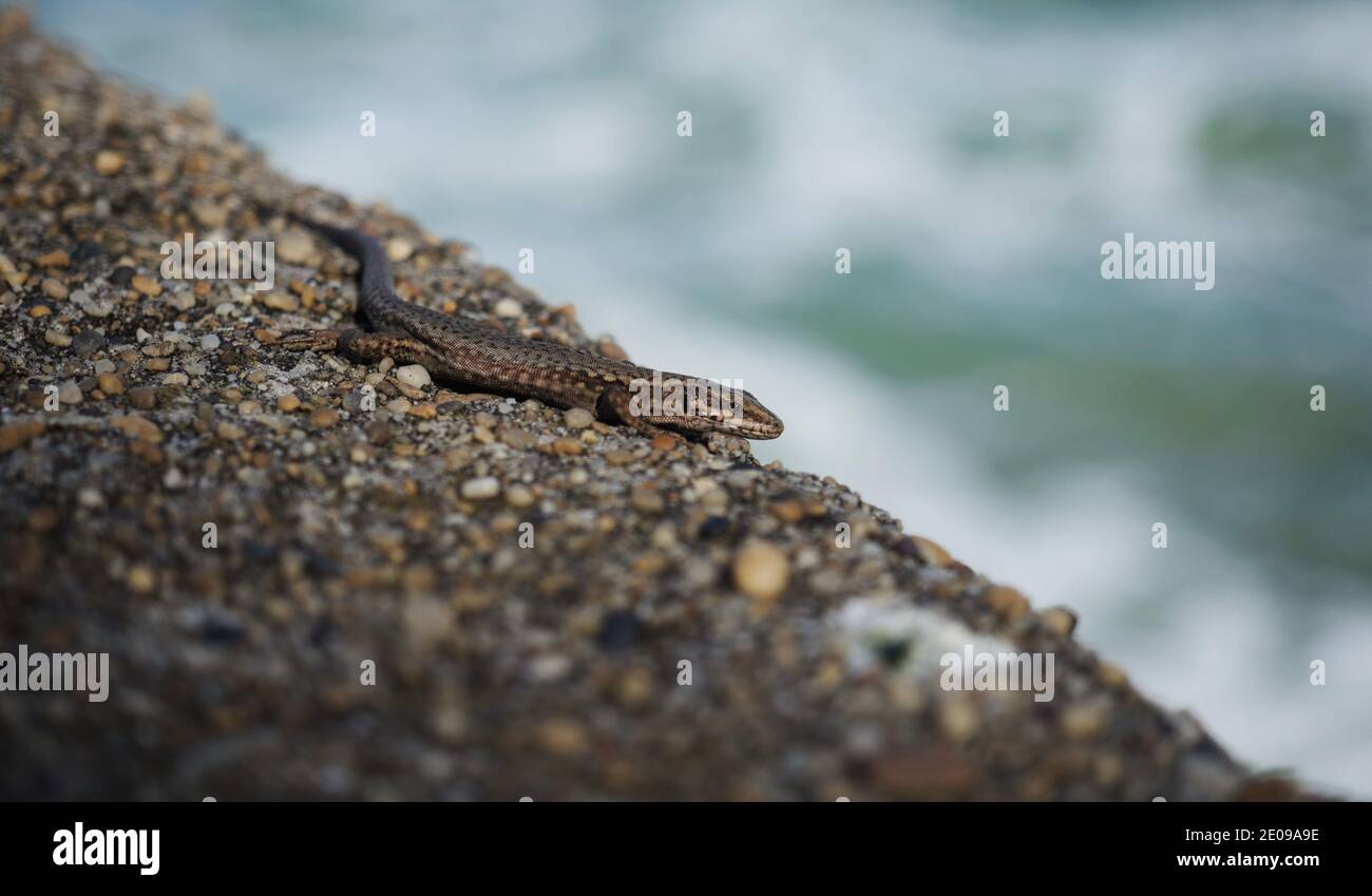 Female common wall lizard podarcis muralis on rock stone wall at ...