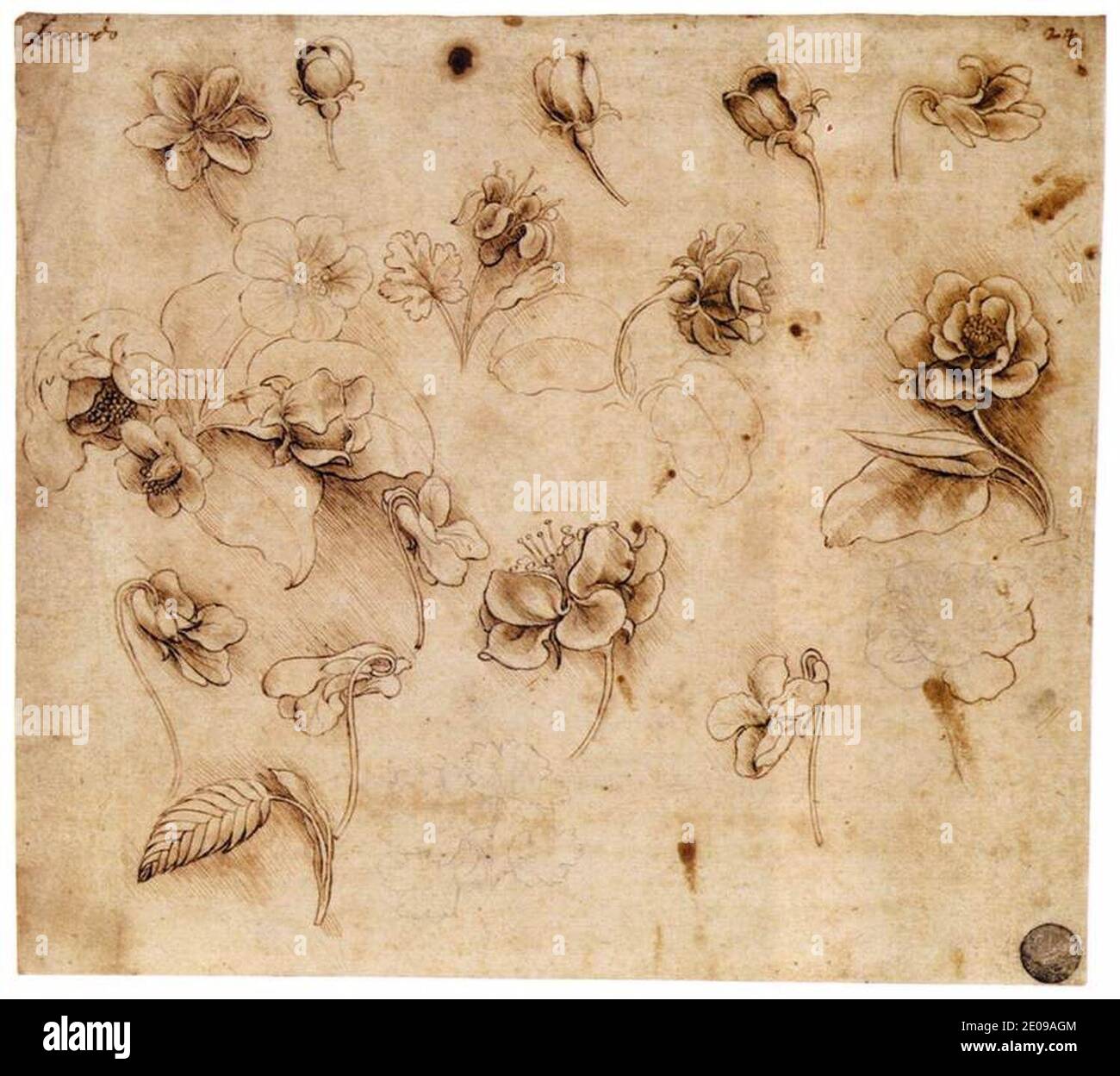 Leonardo da Vinci - Flower study Stock Photo - Alamy