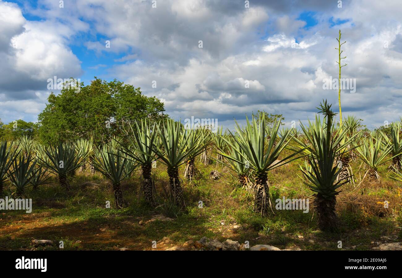 Agave field on Yucatan peninsula Stock Photo - Alamy
