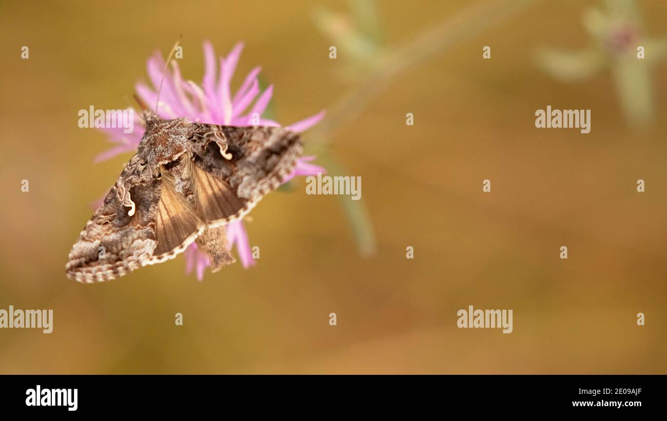 Pretty green moth hi-res stock photography and images - Alamy
